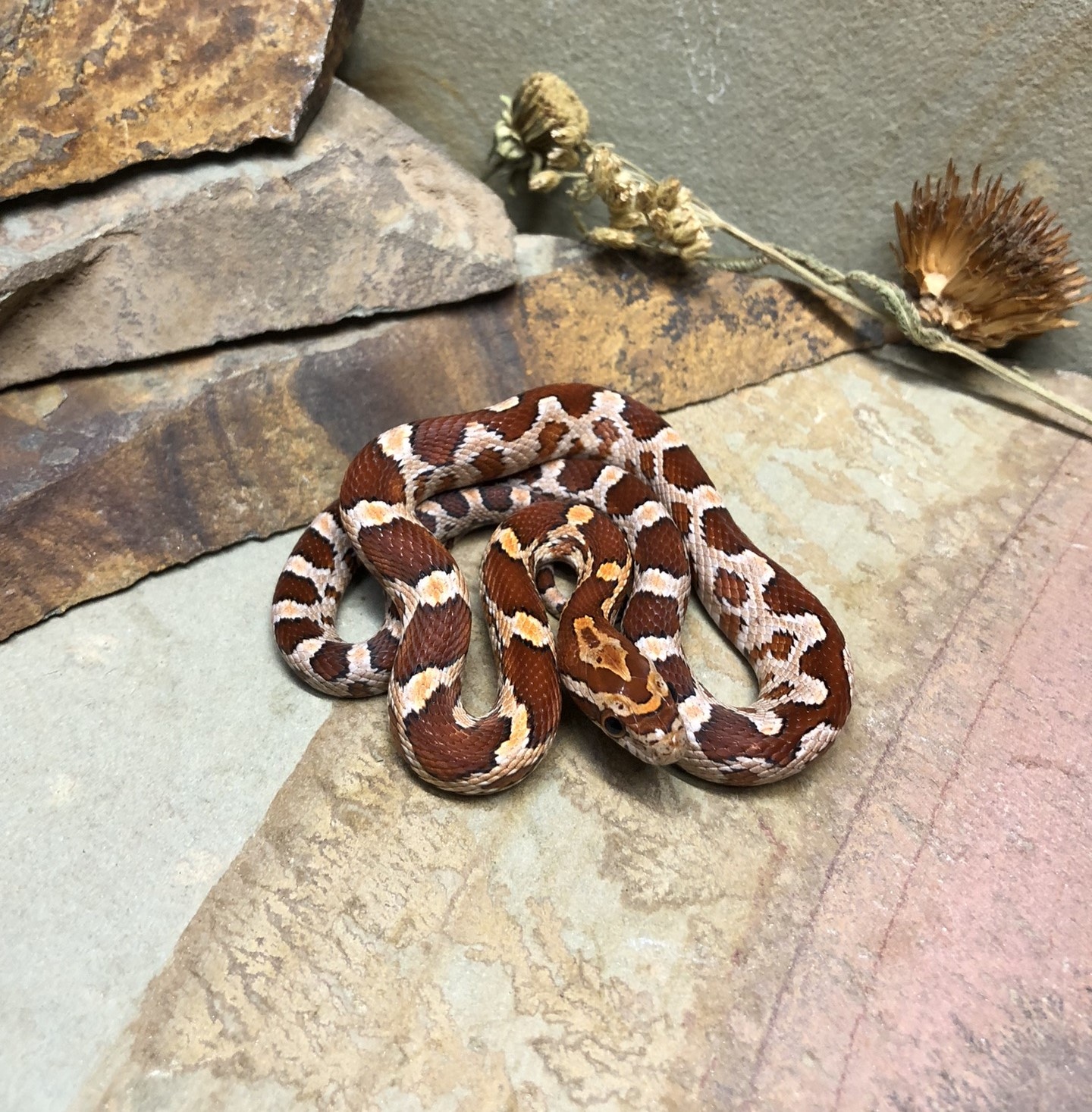 Het Scaleless, 66% Motley, 50% Hypo, 50% Lav, 50% Anery, 50% Diffused ...