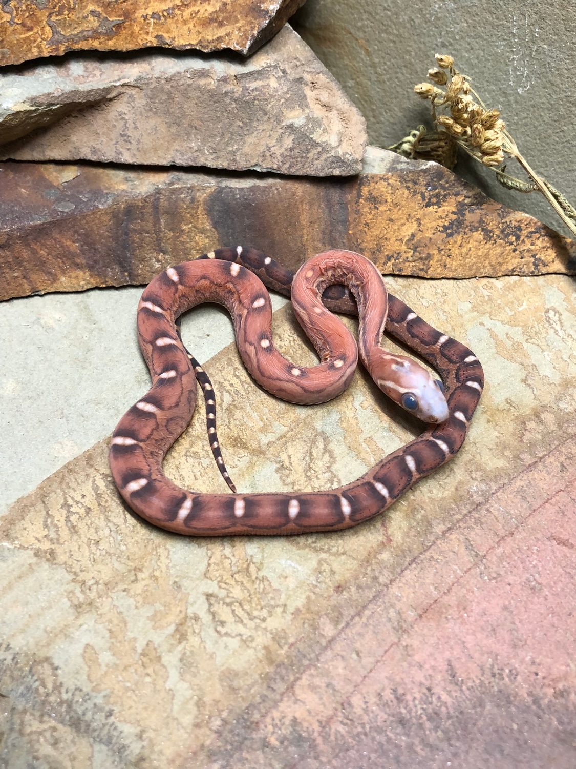Scaleless, 66% Motley, 50% Hypo, 50% Lav, 50% Anery, 50% Diffused 50% ...