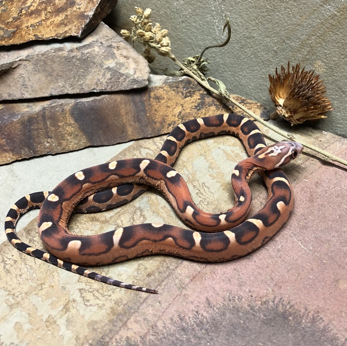 Scaleless, 66% Motley, 50% Hypo, 50% Lav, 50% Anery, 50% Diffused 50% ...