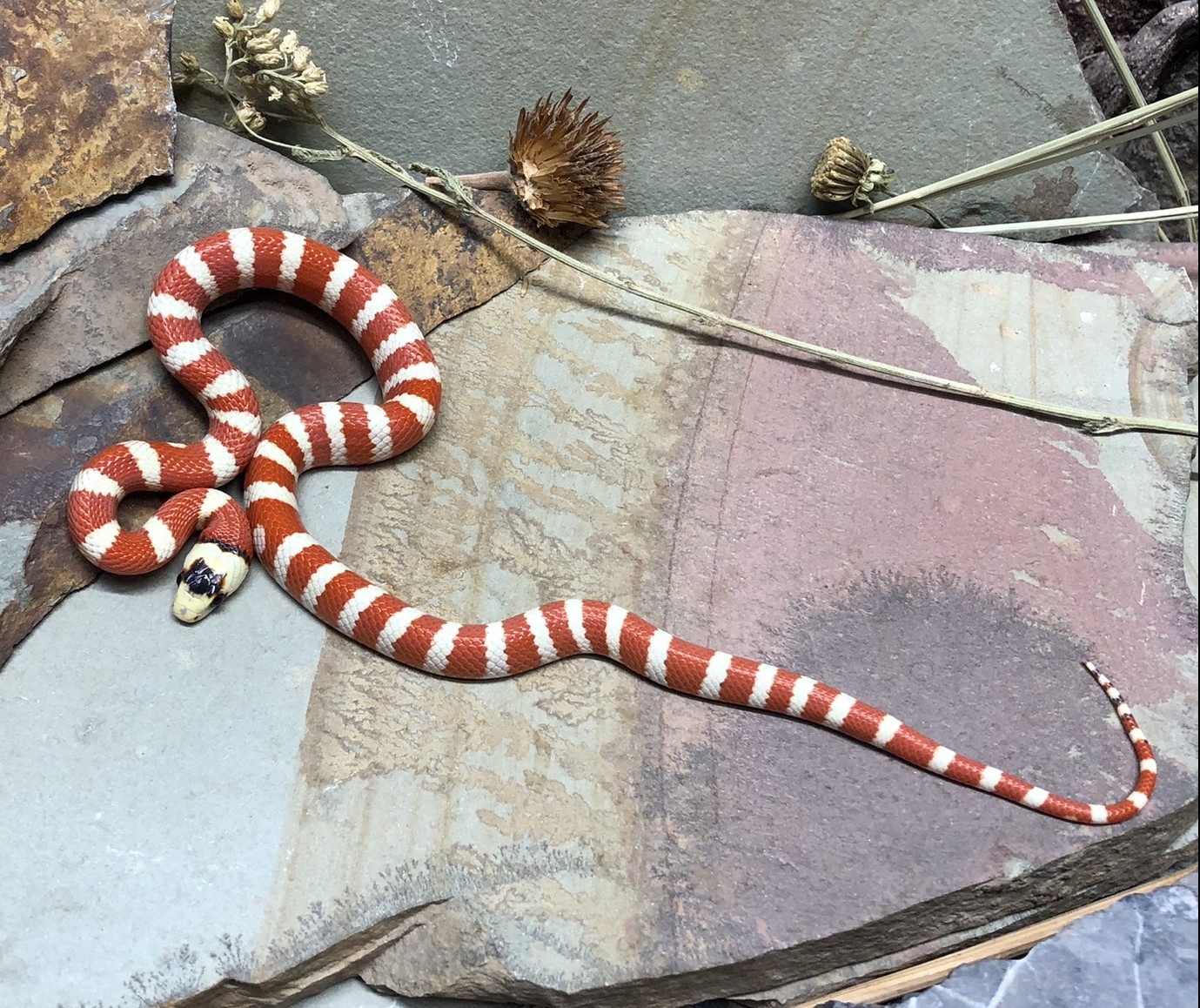 Applegate 100% Het Amel Arizona Mountain Kingsnake by Prismatic ...