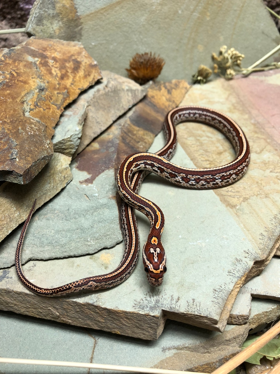 Tessera, Het Anery, Het Hypo 66% Het Ultramel, 50% Het Charcoal Corn ...