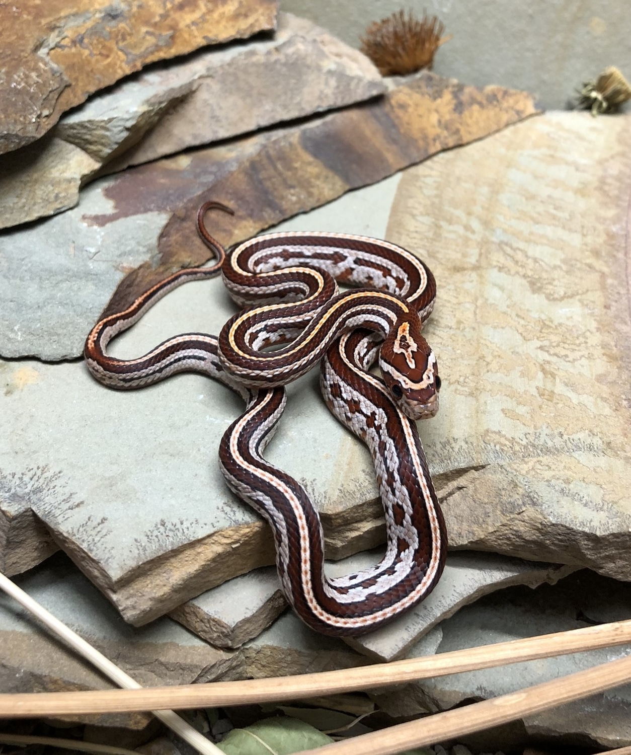 Tessera, Het Anery, Het Hypo 66% Het Ultramel, 50% Het Charcoal Corn ...