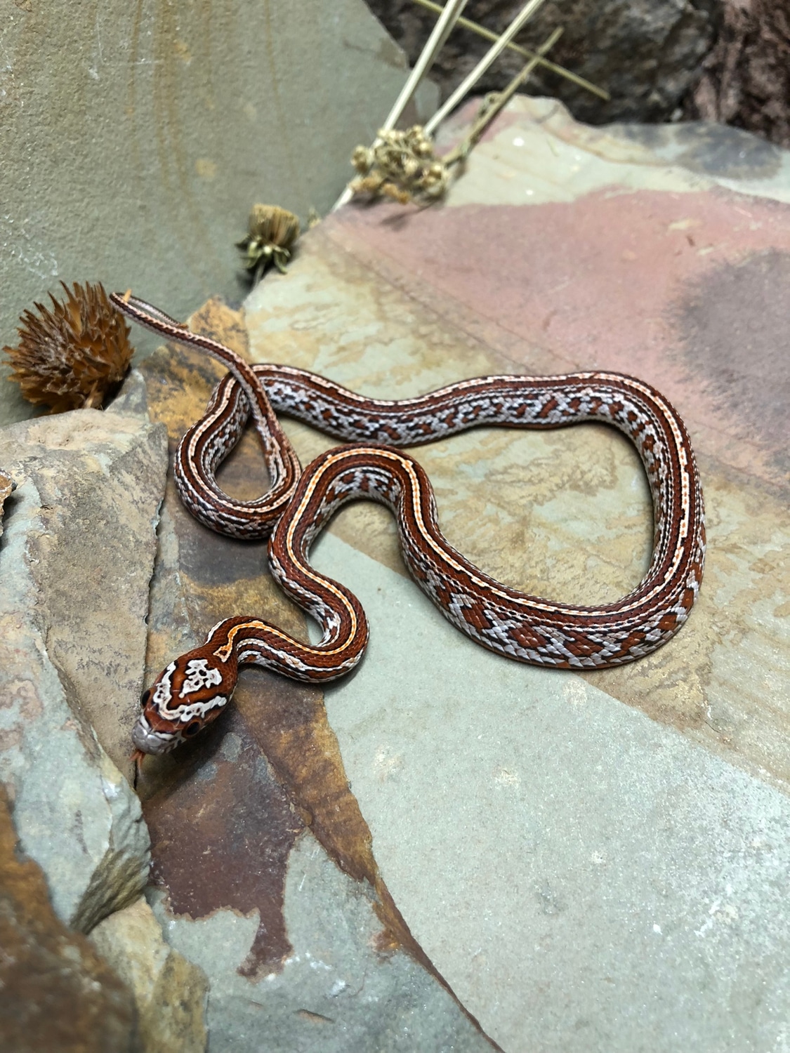 Tessera, Het Hypo, Het Anery, 66% Het Ultramel, 50% Het Charcoal Corn ...