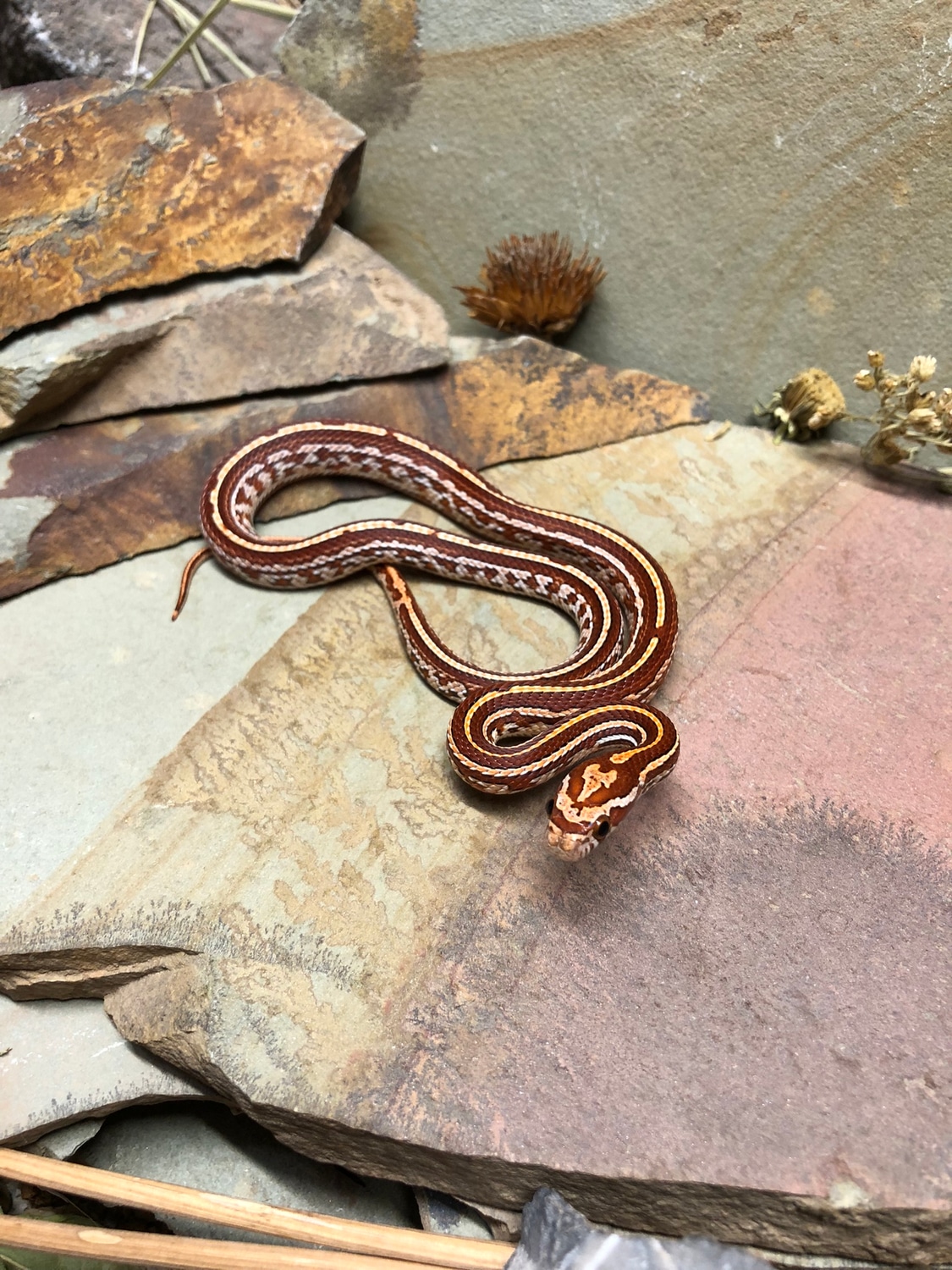 Hypo Tessera, Het Anery, 66% Het Ultramel, 50% Het Charcoal Corn Snake ...