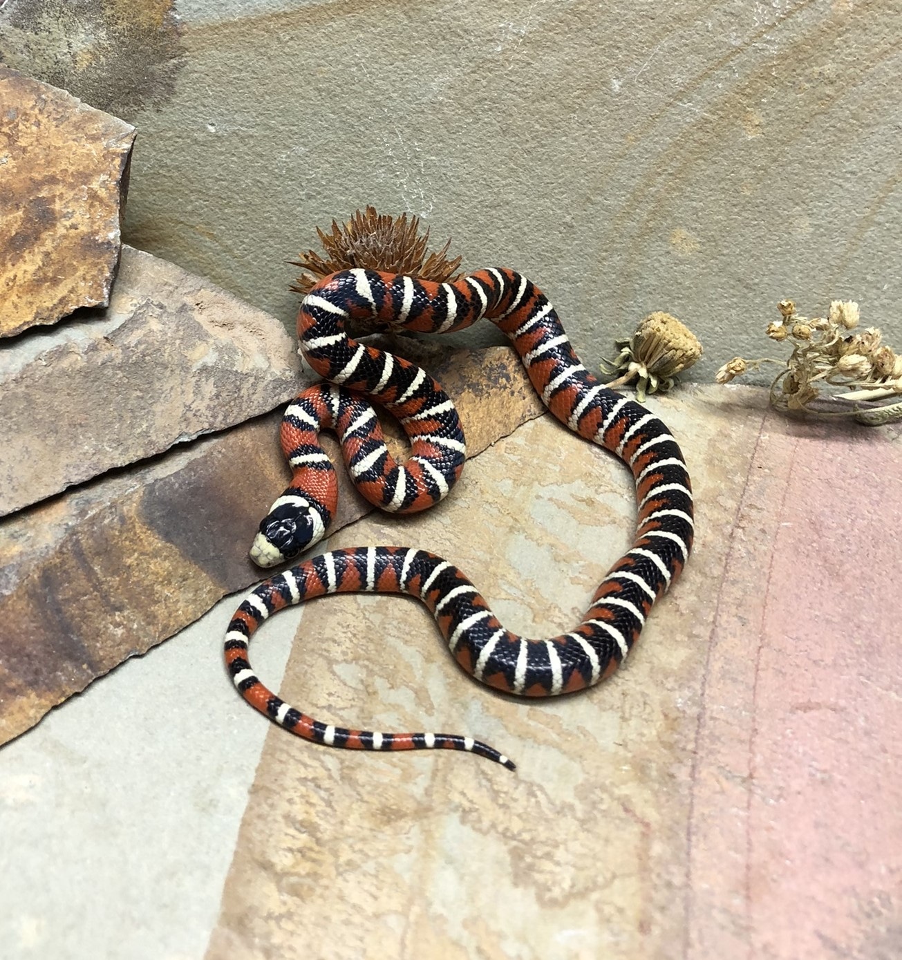 Het Hypo E, 50% Het Applegate Arizona Mountain Kingsnake by Prismatic ...