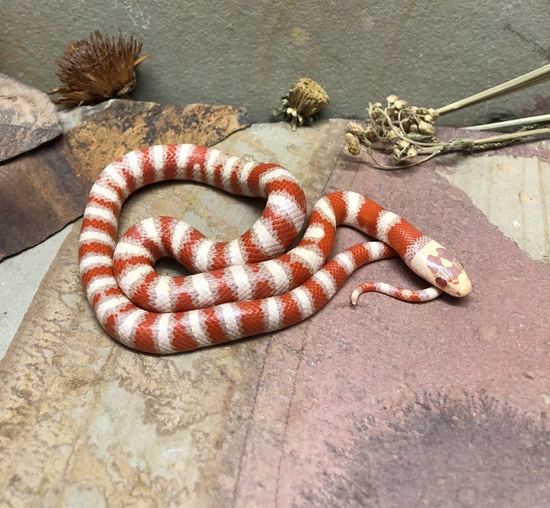 Amel Het Applegate Pyro Arizona Mountain Kingsnake by Prismatic Reptiles