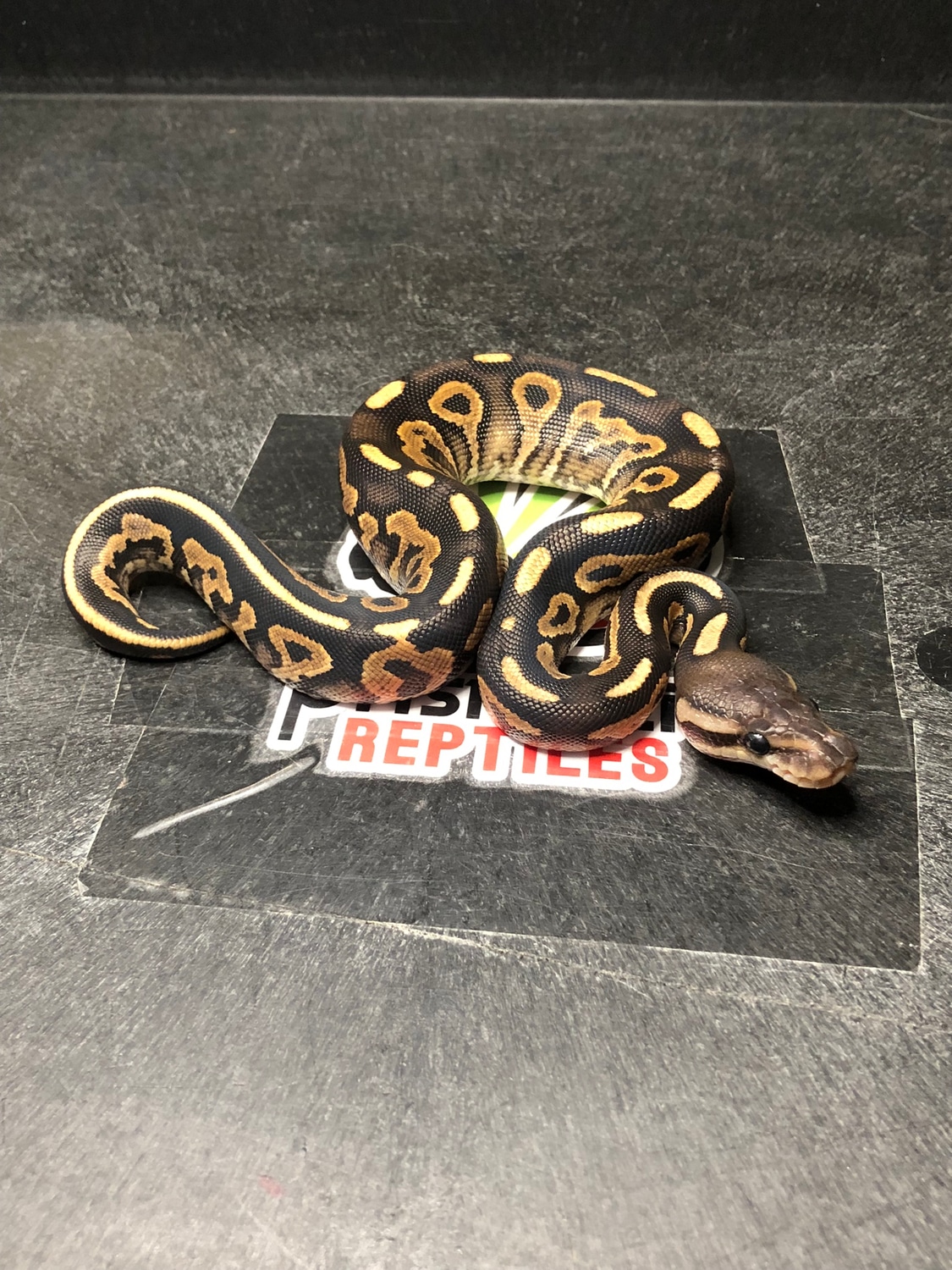 Phantom Cinnamon Possible Yellow Belly Ball Python by Prismatic ...