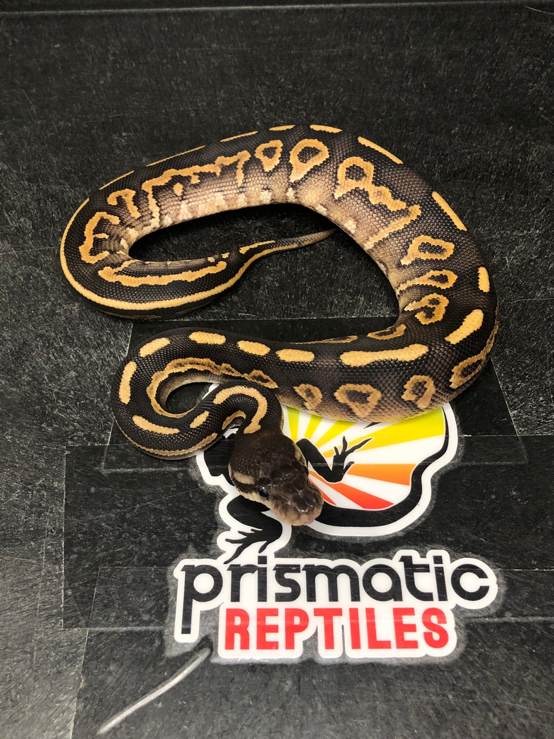 Phantom Cinnamon Poss YB Ball Python by Prismatic Reptiles - MorphMarket