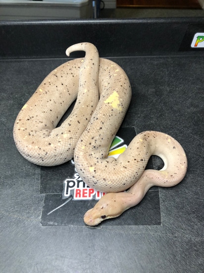Super Cinnamon Yellow Belly Banana Ball Python by Prismatic Reptiles
