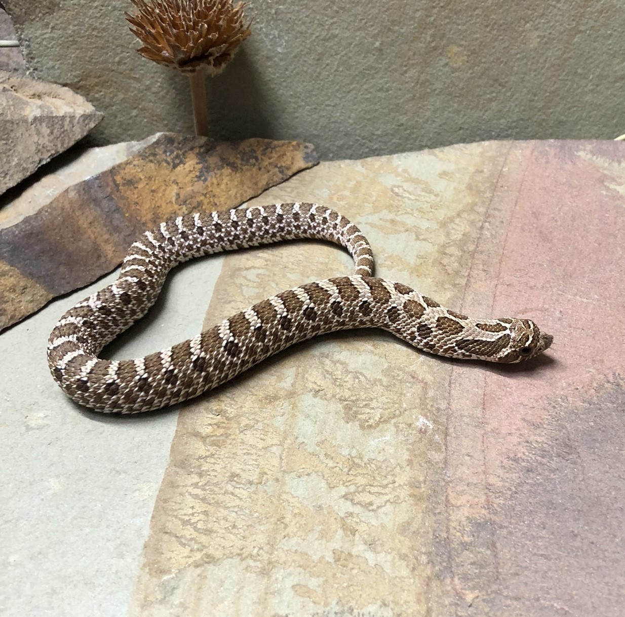 DH Stormcloud Western Hognose by Prismatic Reptiles - MorphMarket