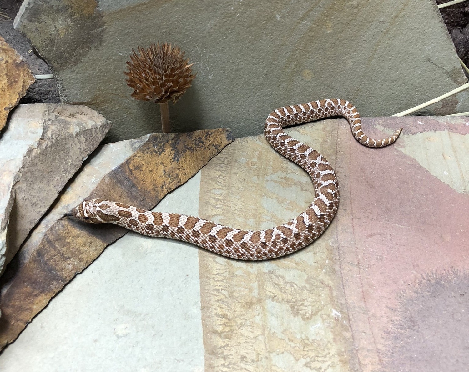 DH Stormcloud Western Hognose by Prismatic Reptiles - MorphMarket