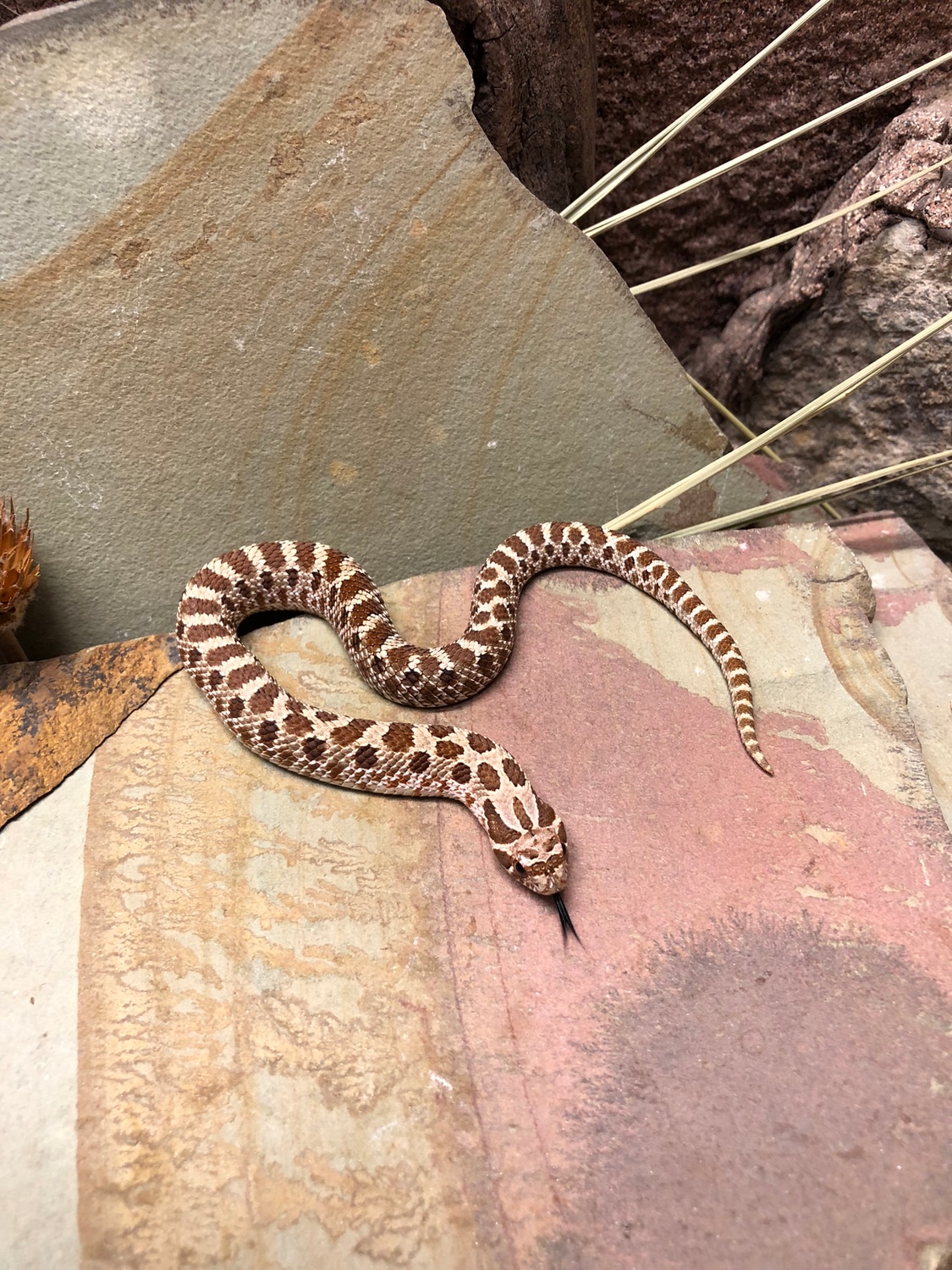 DH Sunburst Western Hognose by Prismatic Reptiles - MorphMarket