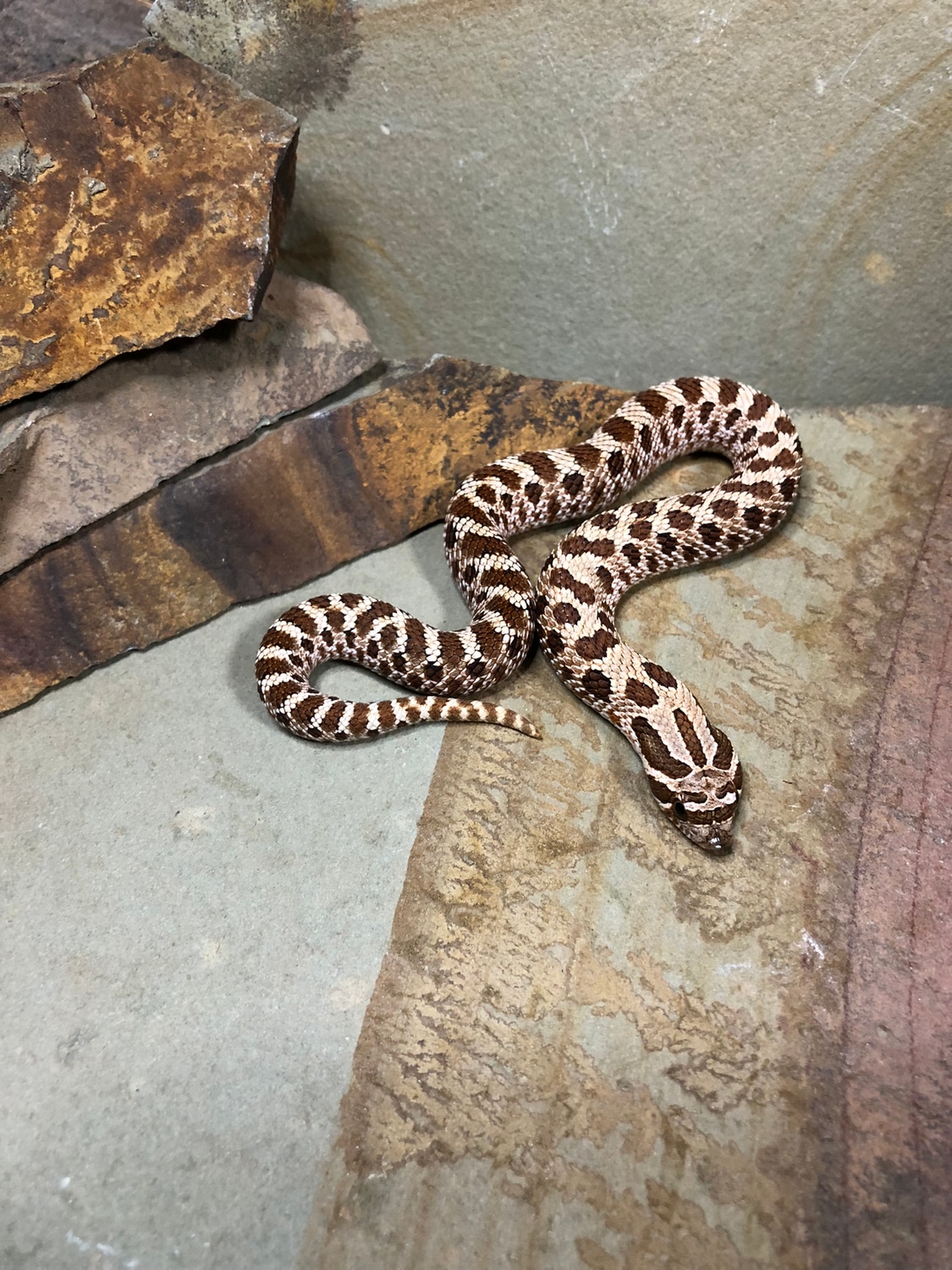 DH Sunburst Western Hognose by Prismatic Reptiles - MorphMarket