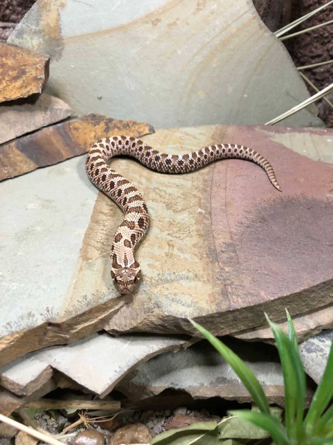 DH Sunburst Western Hognose by Prismatic Reptiles - MorphMarket