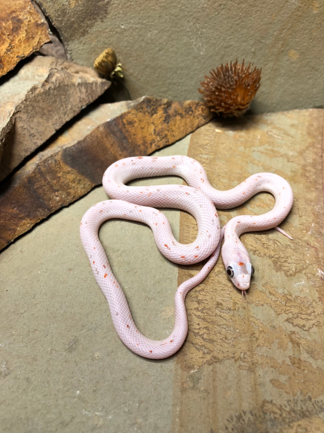 Palmetto 50% Het Amel Corn Snake by Prismatic Reptiles - MorphMarket