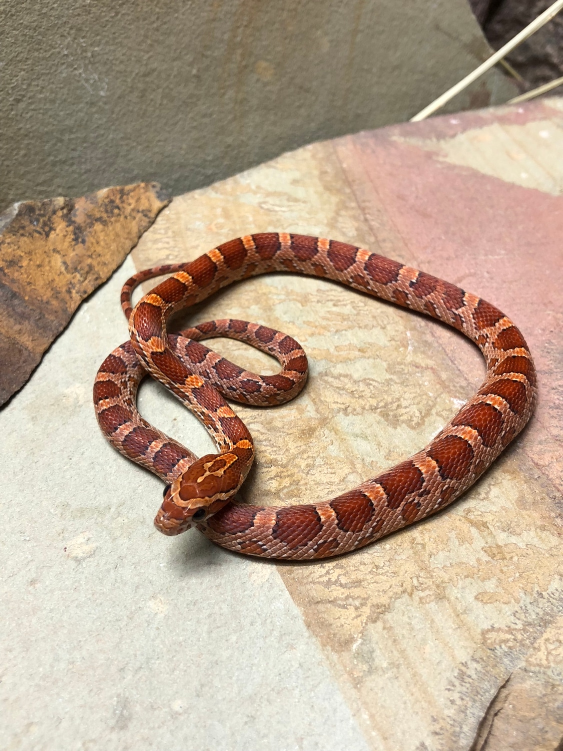 Het Palmetto 50% Het Amel Corn Snake by Prismatic Reptiles - MorphMarket