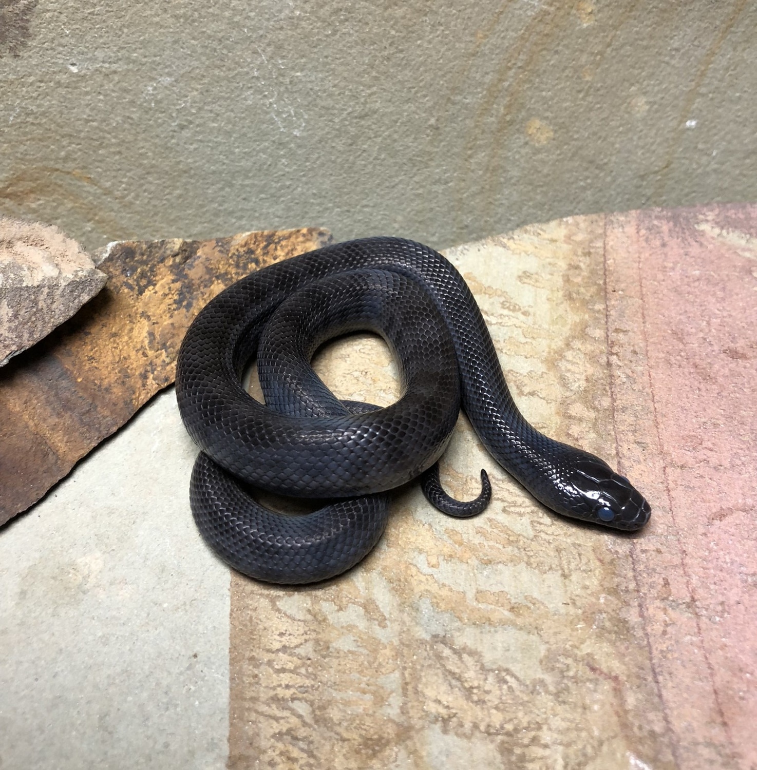 Melanistic Leonis Nuevo Leon Kingsnake by Prismatic Reptiles - MorphMarket