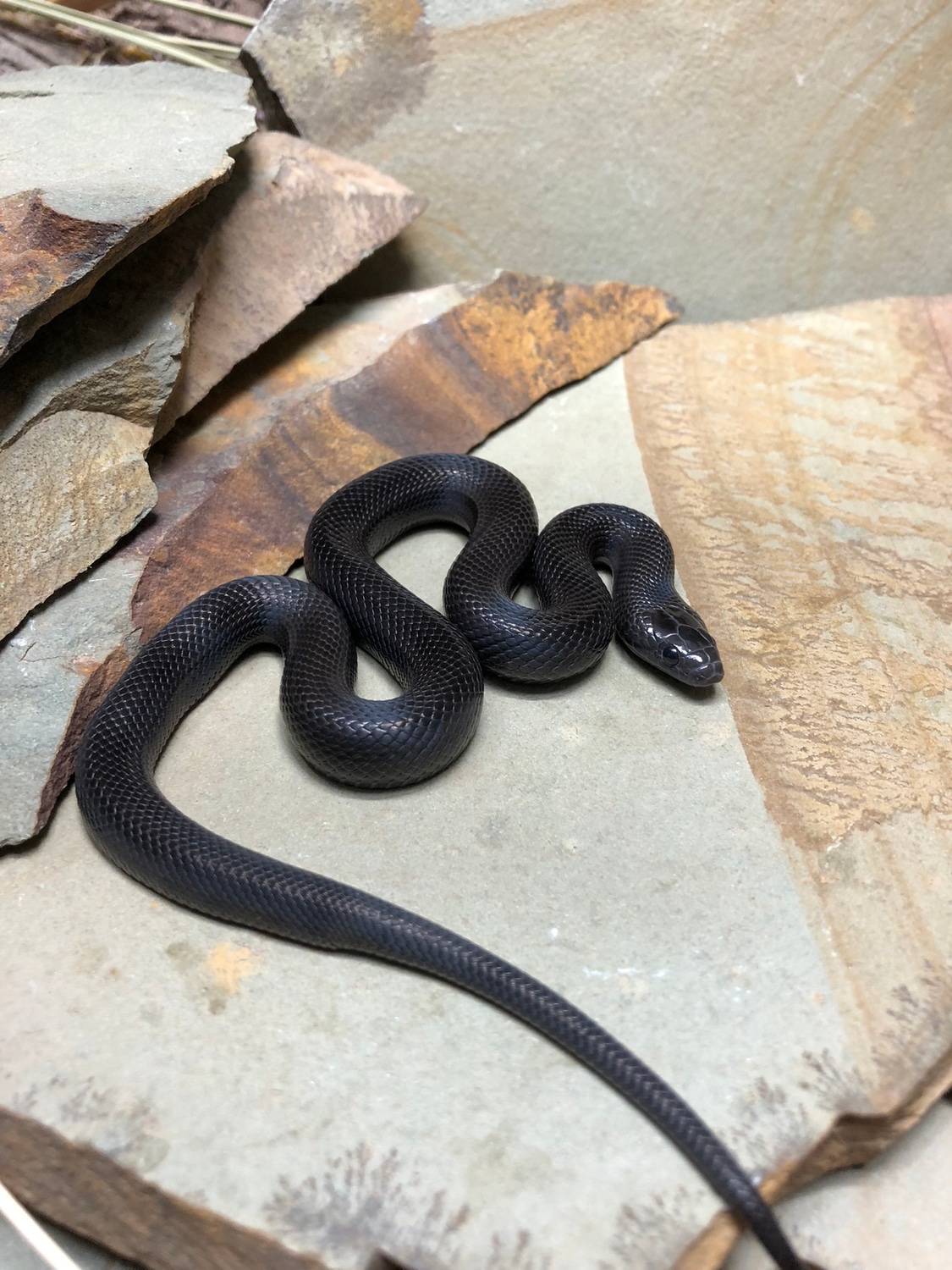 Melanistic Leonis Nuevo Leon Kingsnake by Prismatic Reptiles - MorphMarket