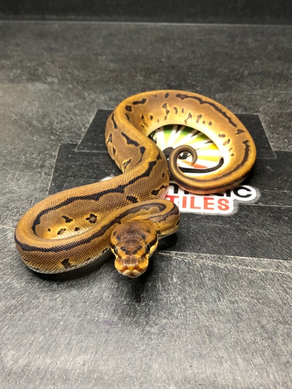 OD Leopard Pinstripe Ball Python by Prismatic Reptiles