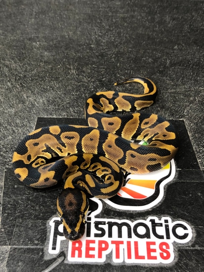 Leopard RUNT Ball Python by Prismatic Reptiles