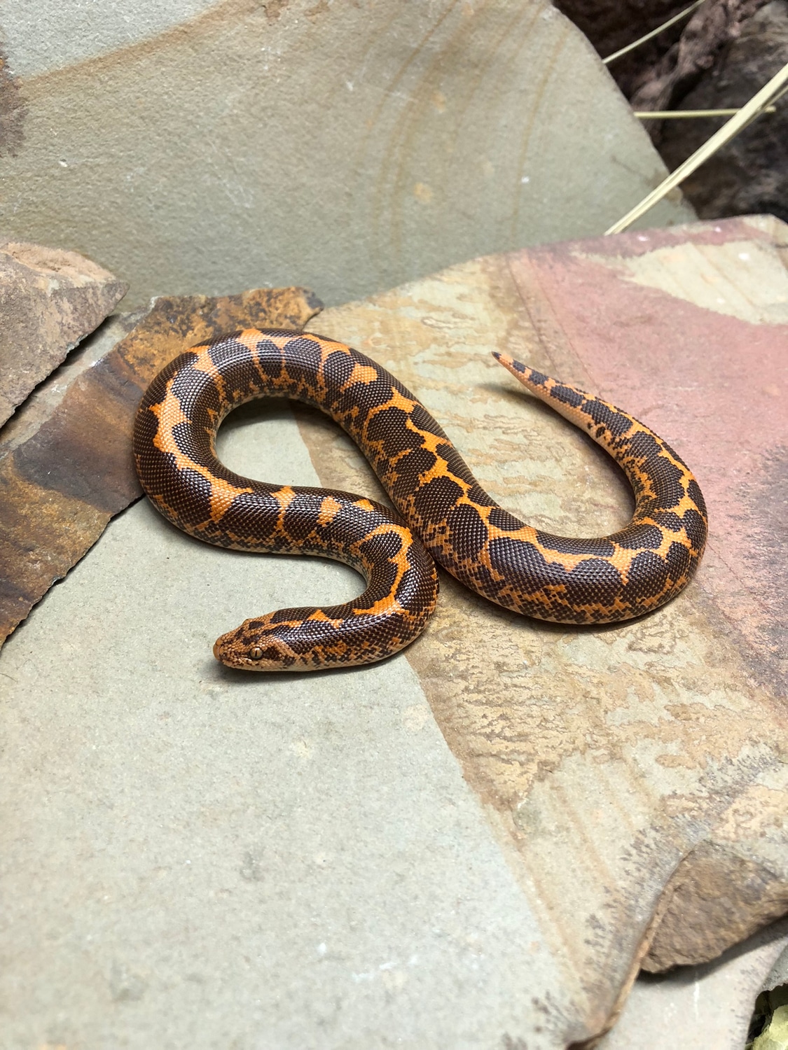 Het Anerythristic Kenyan Sand Boa by Prismatic Reptiles - MorphMarket