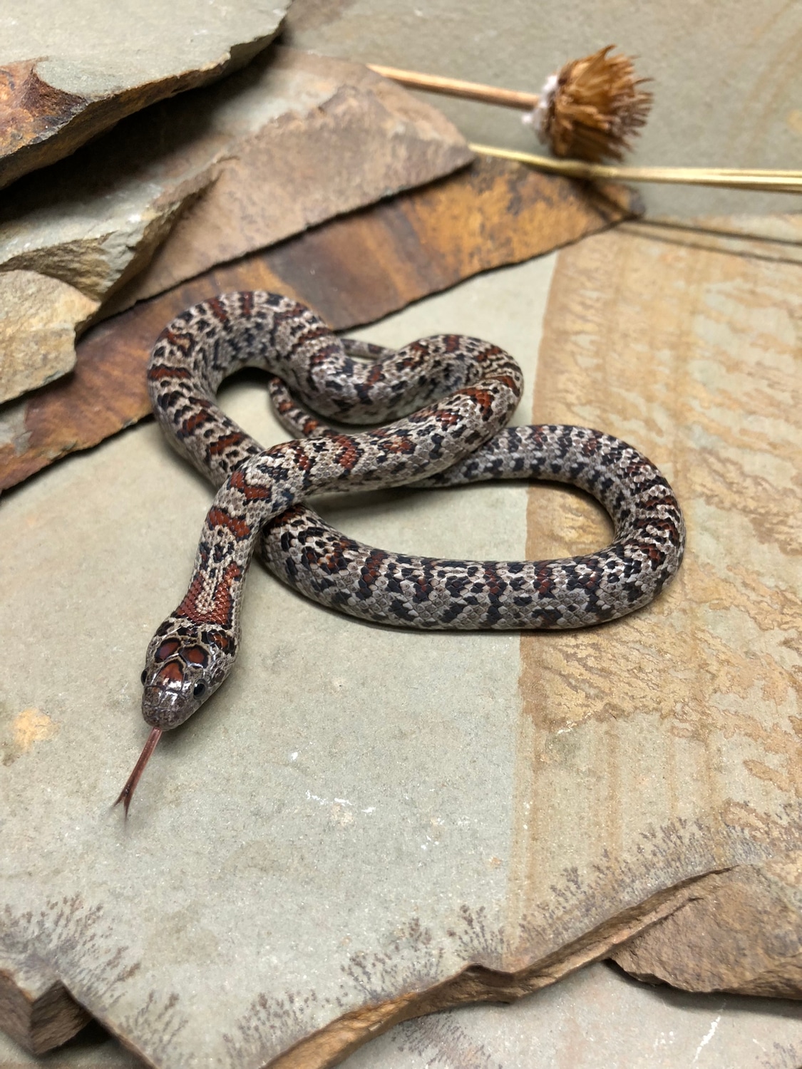 Granite San Luis Potosi Kingsnake by Prismatic Reptiles - MorphMarket