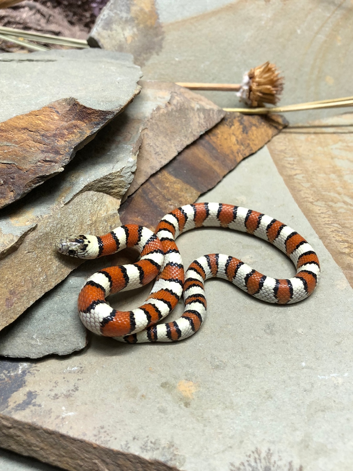 Sheridan Co. Pale Milk Snake by Prismatic Reptiles - MorphMarket