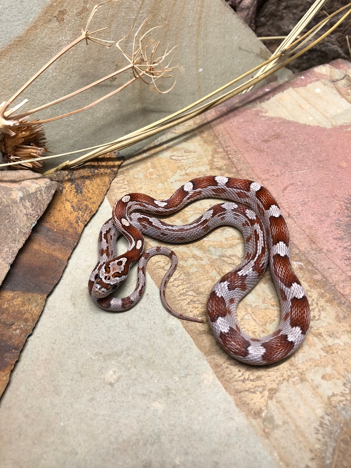 Miami Motley Corn Snake by Prismatic Reptiles - MorphMarket