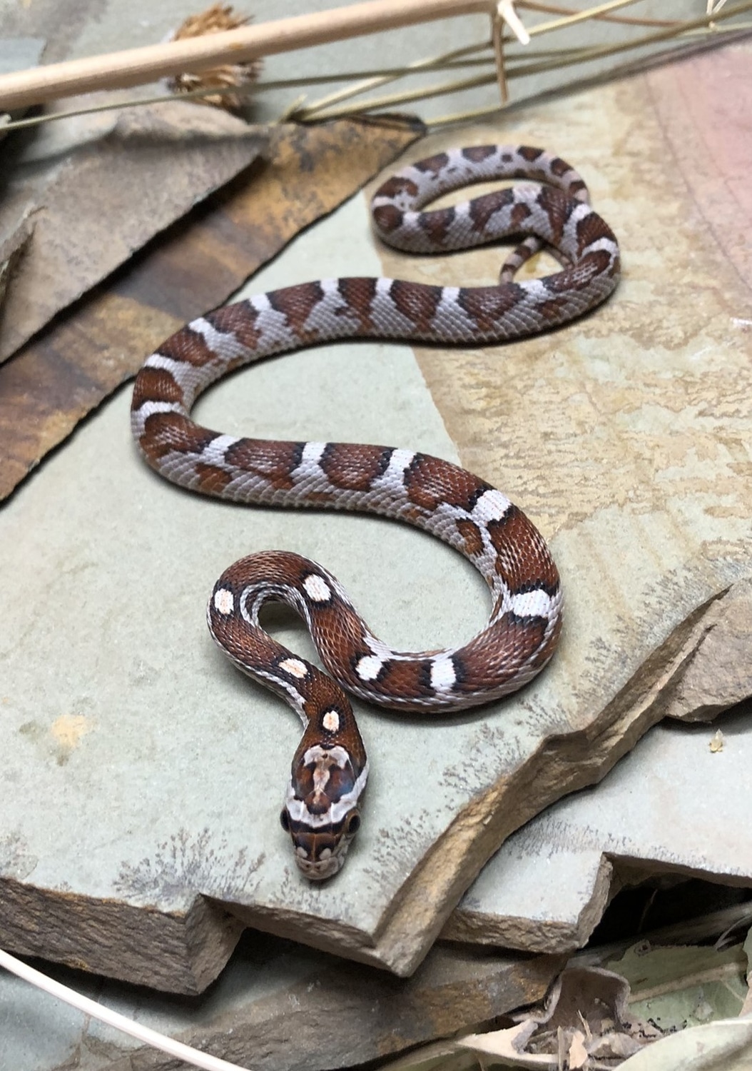 Miami Motley Corn Snake by Prismatic Reptiles - MorphMarket