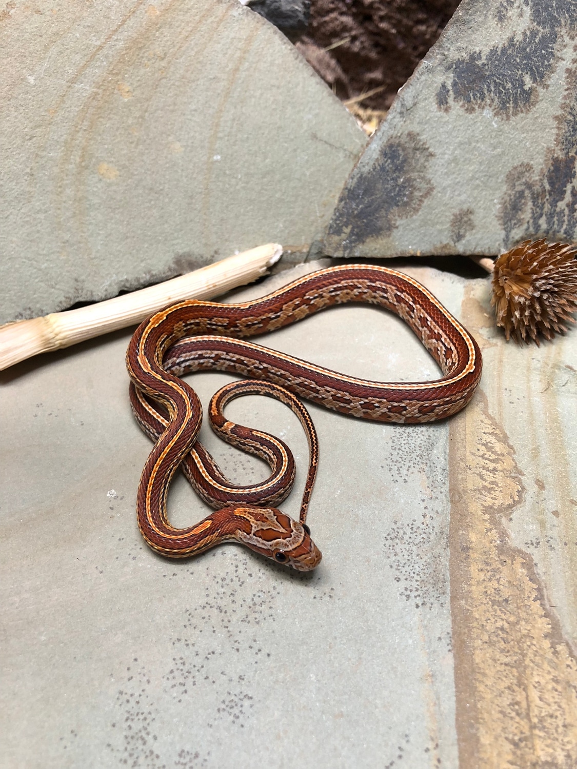 Tessera Het Bloodred Het Hypo Het Sunkissed 66% Het Charcoal 66% Het ...