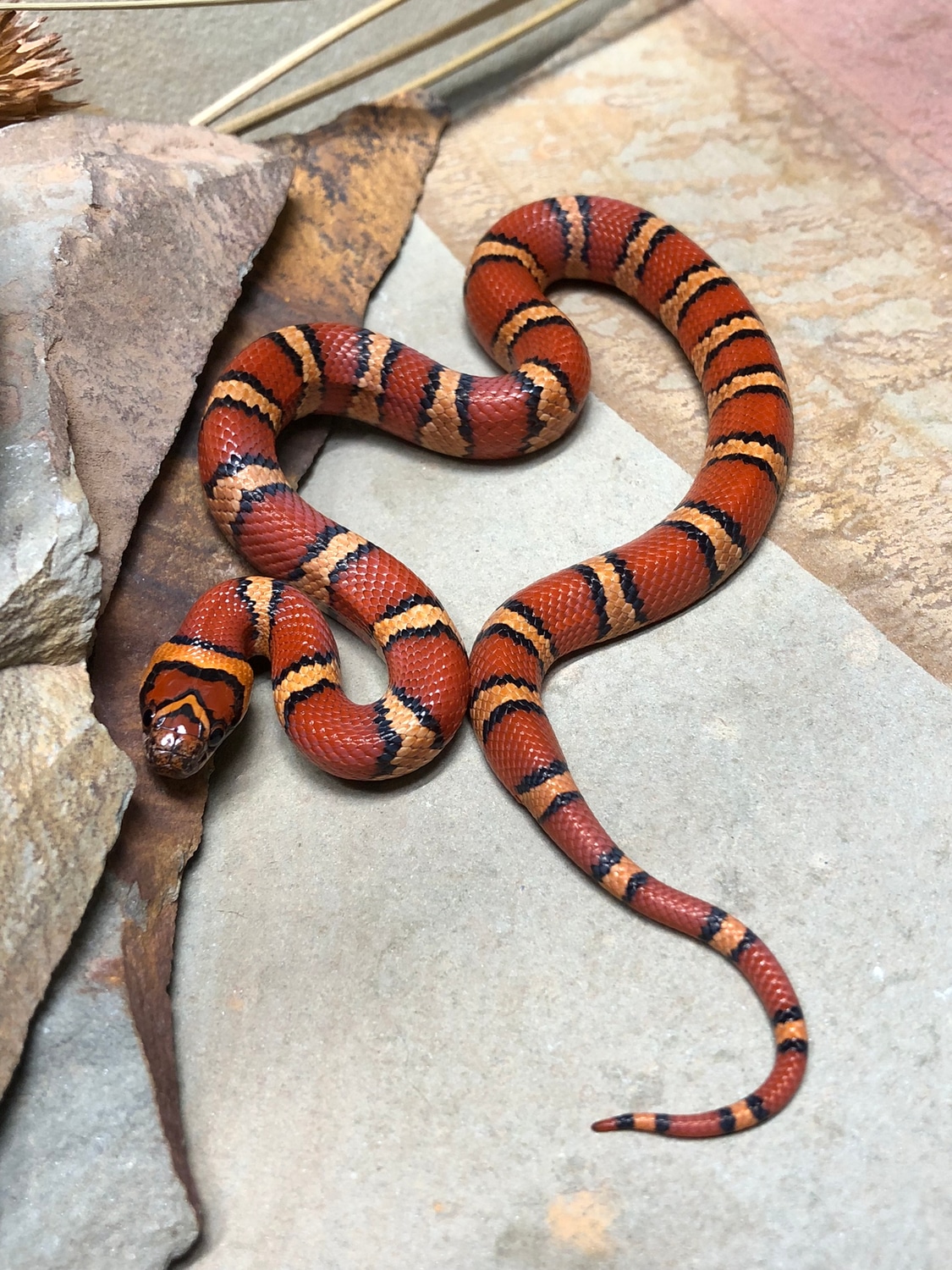 MSP Nuevo Leon Kingsnake by Prismatic Reptiles - MorphMarket