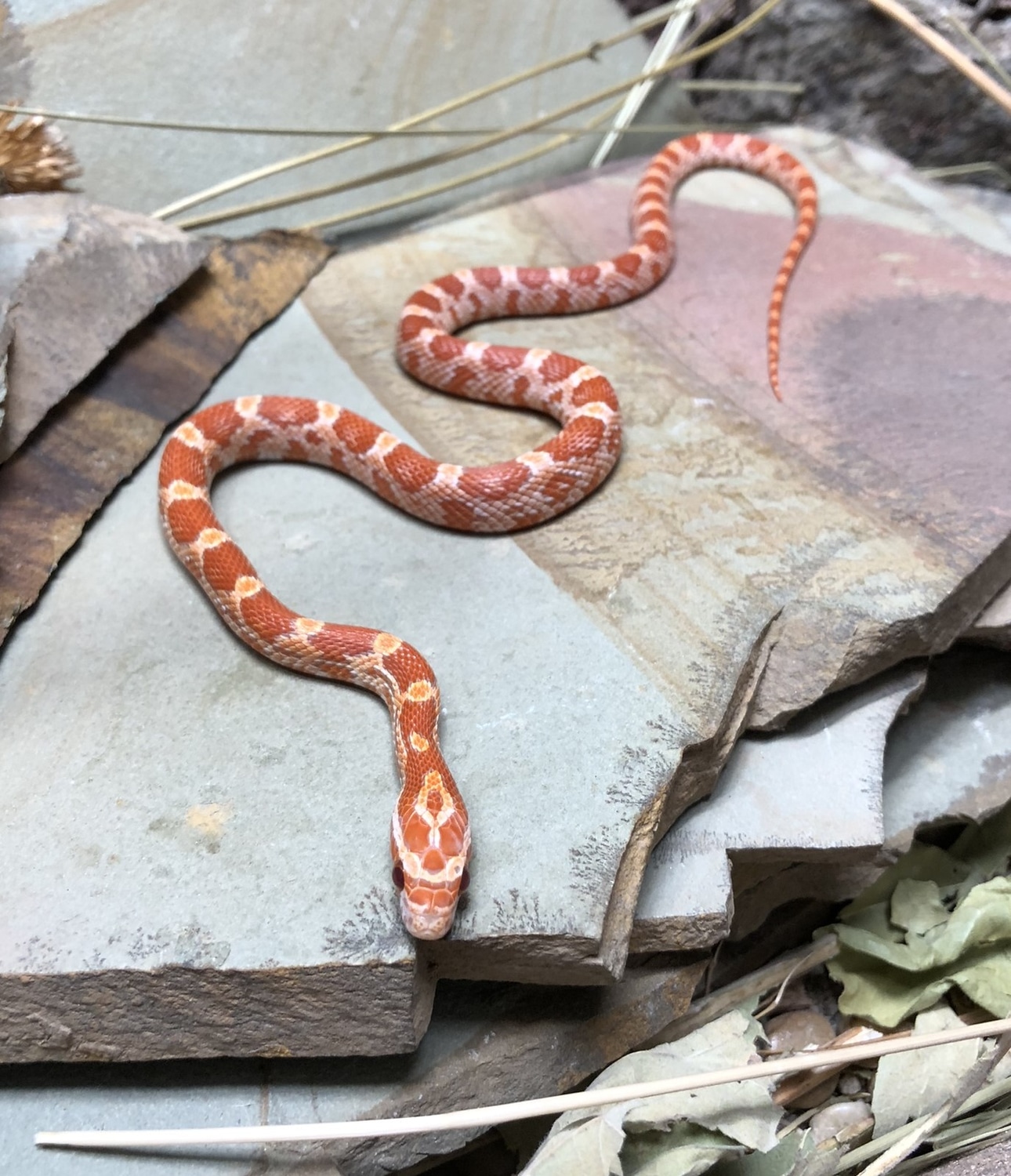 Ultramel Het Lavender Het Anery Het Amel Het Hypo Corn Snake by ...