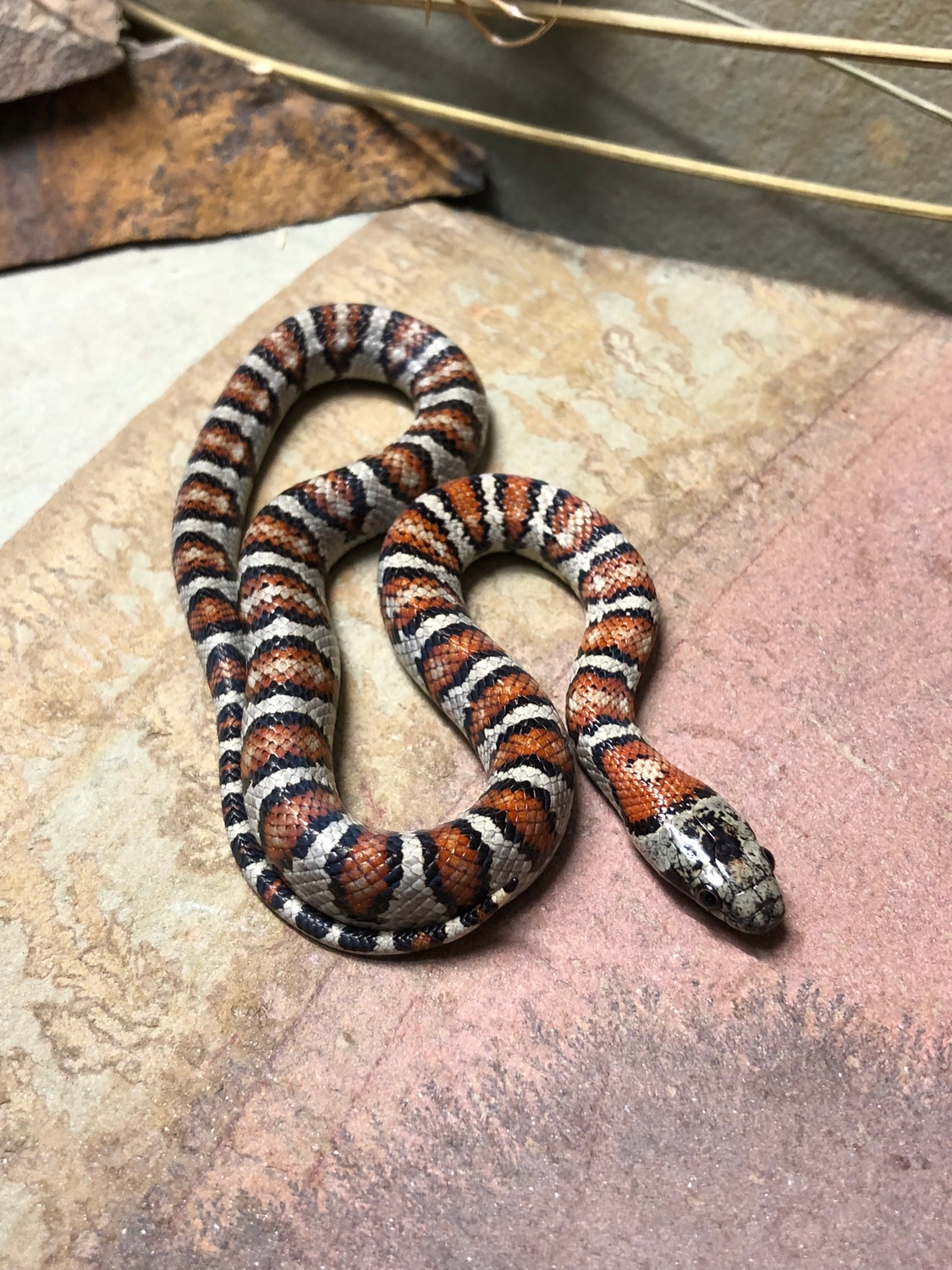 Het Melanistic Leonis Nuevo Leon Kingsnake by Prismatic Reptiles ...