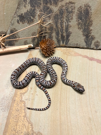 Granite Mex Mex San Luis Potosi Kingsnake by Prismatic Reptiles