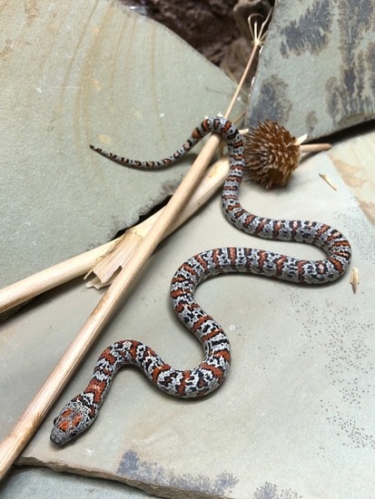 Granite Mex Mex San Luis Potosi Kingsnake by Prismatic Reptiles