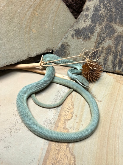 Blue Baron's Racer More Colubrid by Prismatic Reptiles