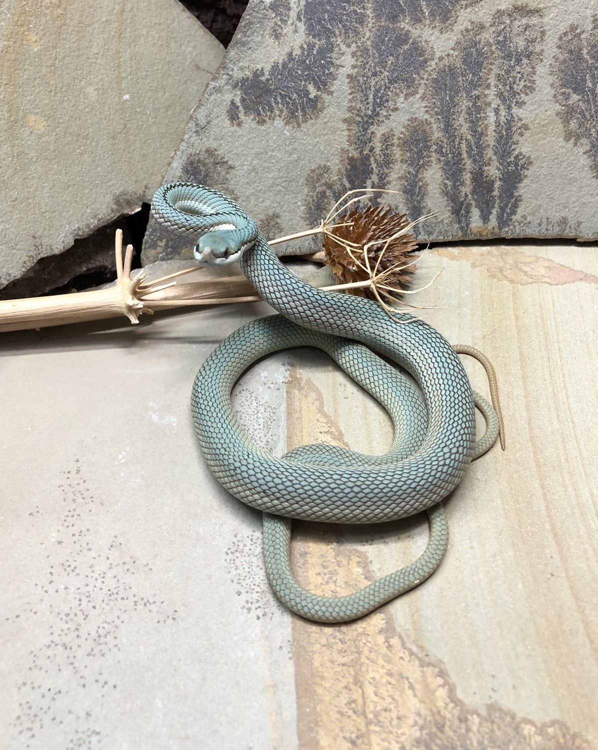 Blue Baron's Racer More Colubrid by Prismatic Reptiles - MorphMarket