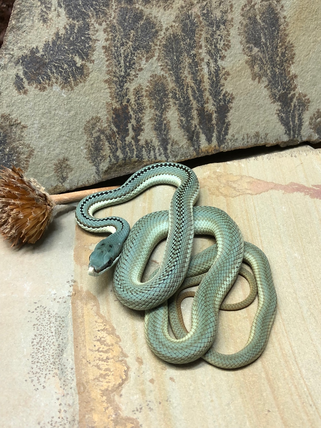 Blue Baron's Racer More Colubrid by Prismatic Reptiles - MorphMarket