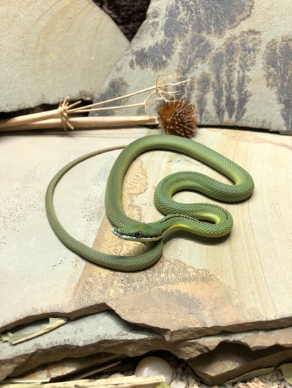 Green Barons Racer More Colubrid by Prismatic Reptiles