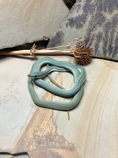 Blue Baron's Racer More Colubrid by Prismatic Reptiles