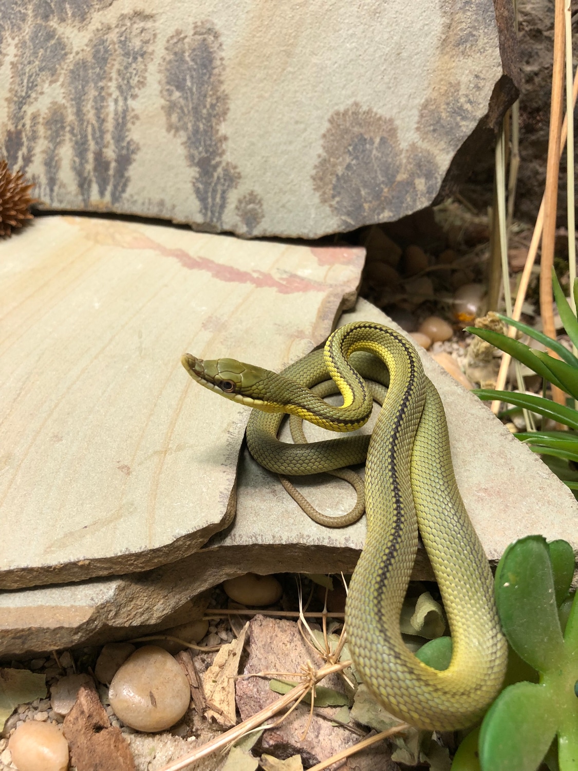 Green Baron's Racer More Colubrid by Prismatic Reptiles - MorphMarket