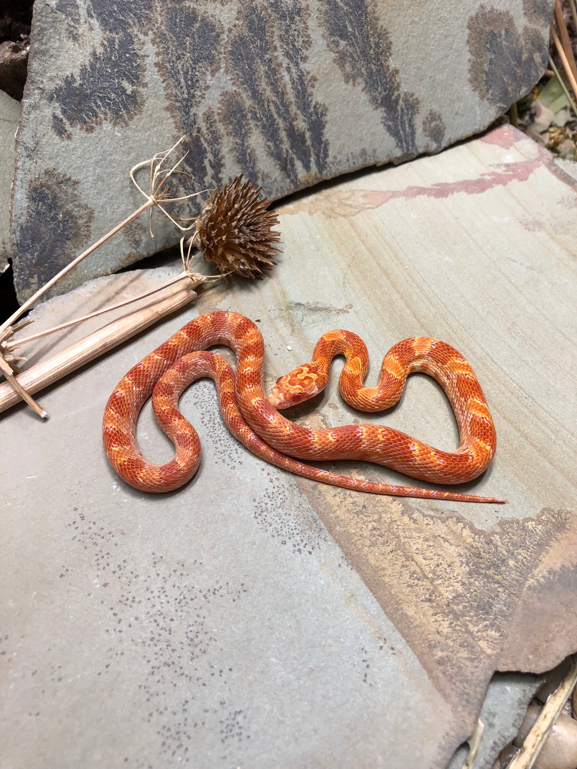 Amel Sunkissed Het Anery 50% Het Hypo Corn Snake by Prismatic Reptiles ...