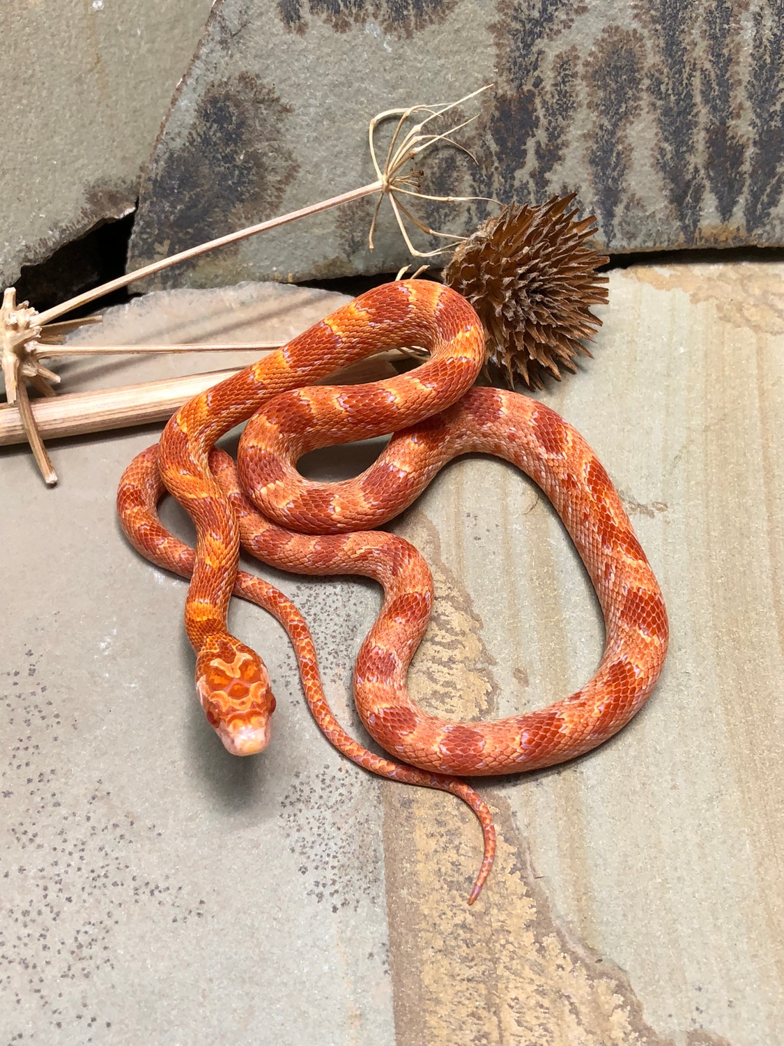 Amel Sunkissed Het Anery 50% Het Hypo Corn Snake by Prismatic Reptiles ...