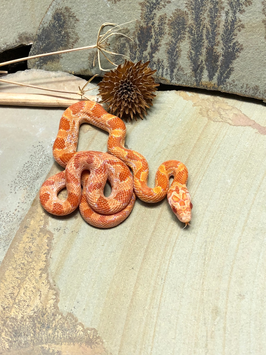 Amel Sunkissed Het Anery 50% Het Hypo Corn Snake by Prismatic Reptiles ...