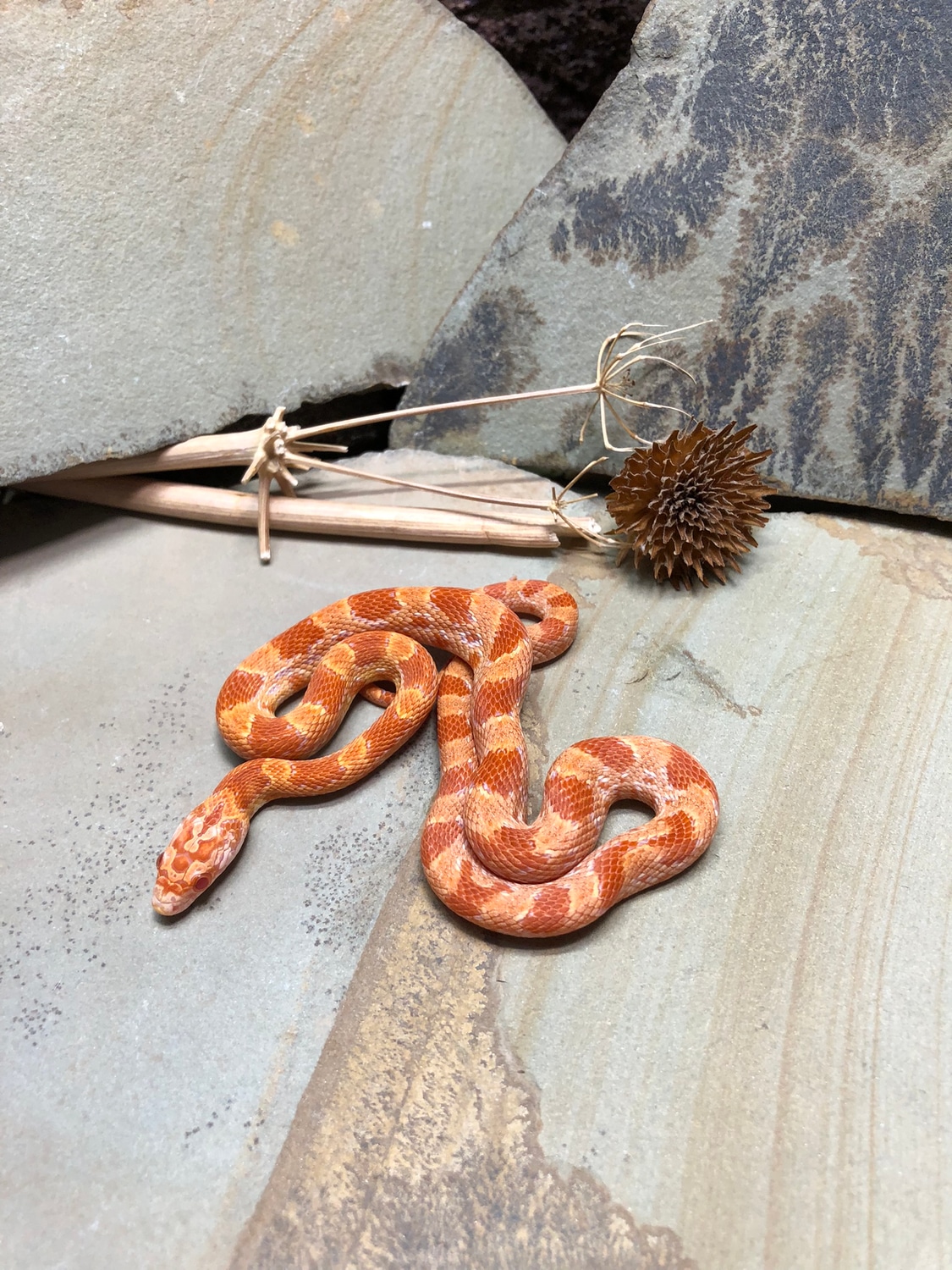 Amel Sunkissed Het Anery 50% Het Hypo Corn Snake by Prismatic Reptiles ...