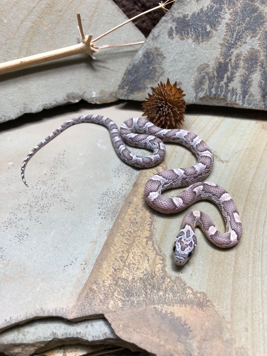 Red Factor Ghost Sunkissed, 66% Het Amel Corn Snake by Prismatic ...