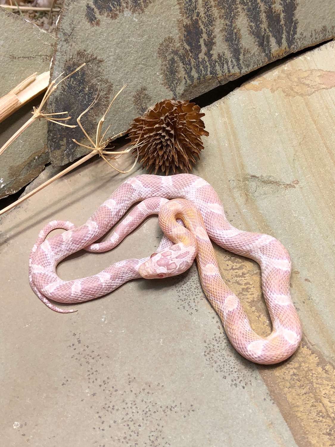 Snow Sunkissed, 66% Het Hypo Corn Snake by Prismatic Reptiles - MorphMarket