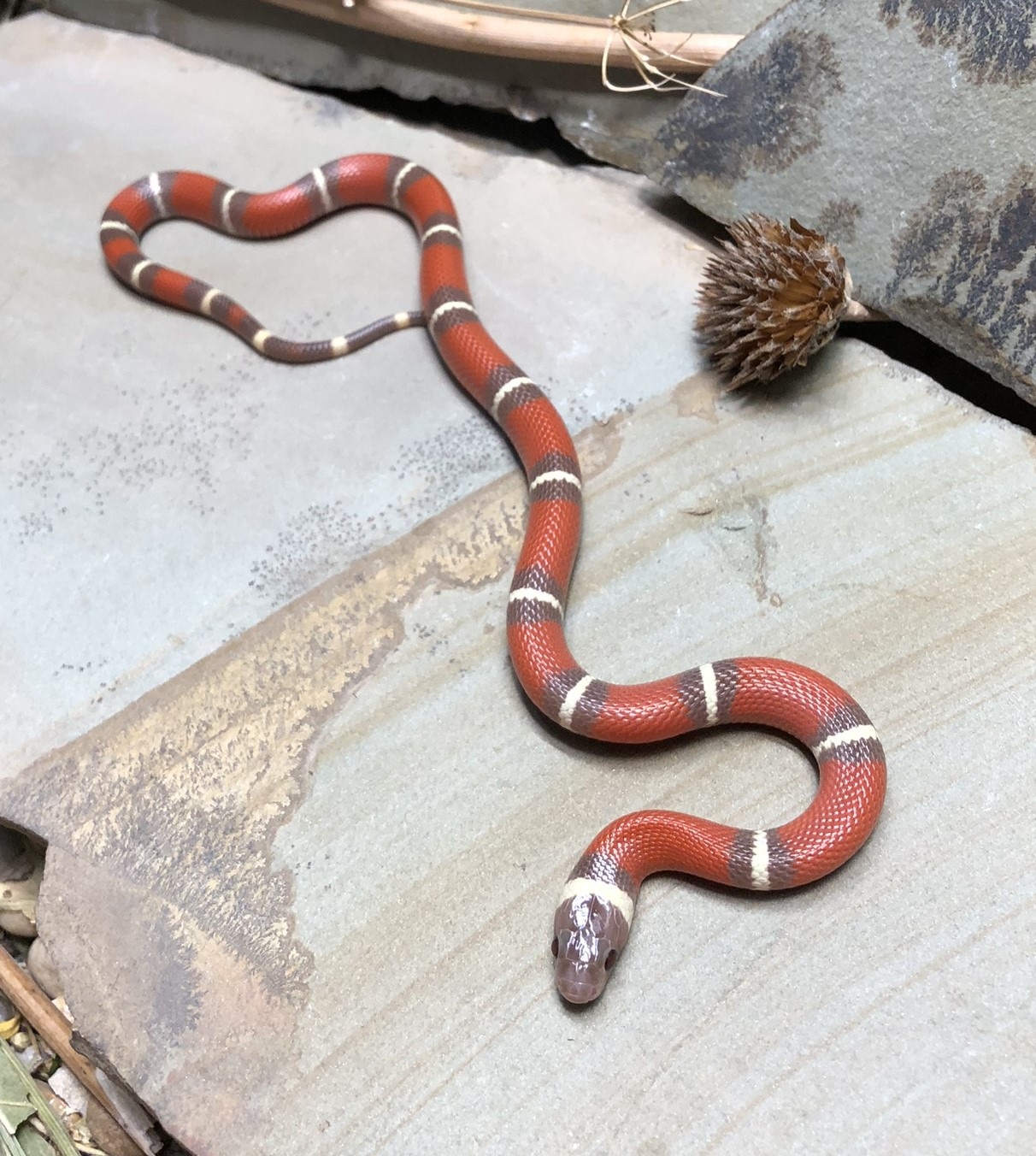 T-Positive Nelson's Milk Snake by Prismatic Reptiles - MorphMarket