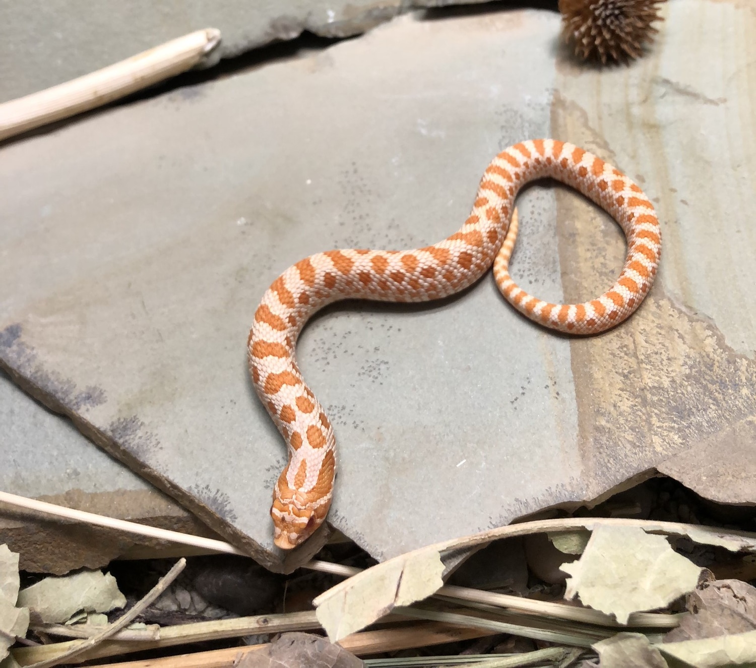 Albino 50% Het Sable Western Hognose by Prismatic Reptiles - MorphMarket