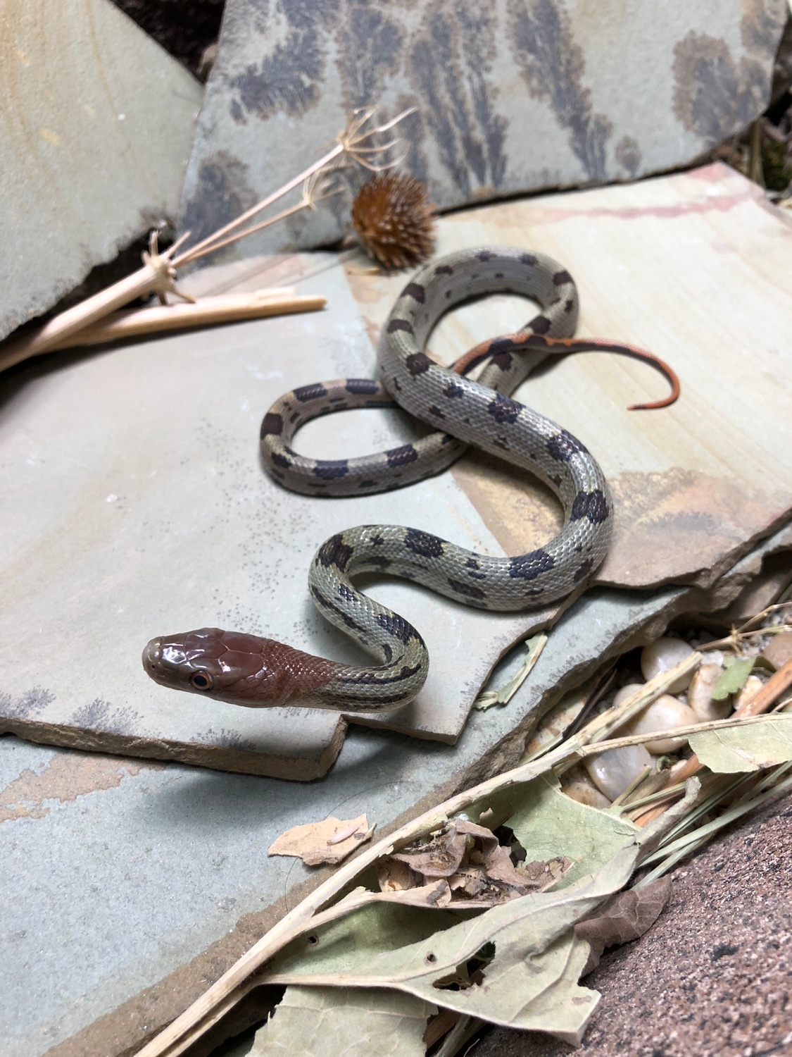 Aberrant Moellendorff's Ratsnake Other Rat Snake by Prismatic Reptiles ...